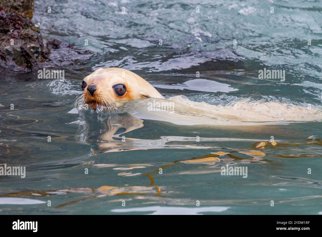 Leucistic caused by lack of melanin, or blond Antarctic fur seal pup ...