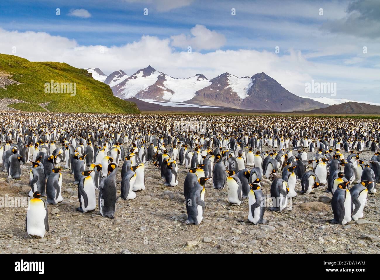 Penguins chicks group hi-res stock photography and images - Alamy