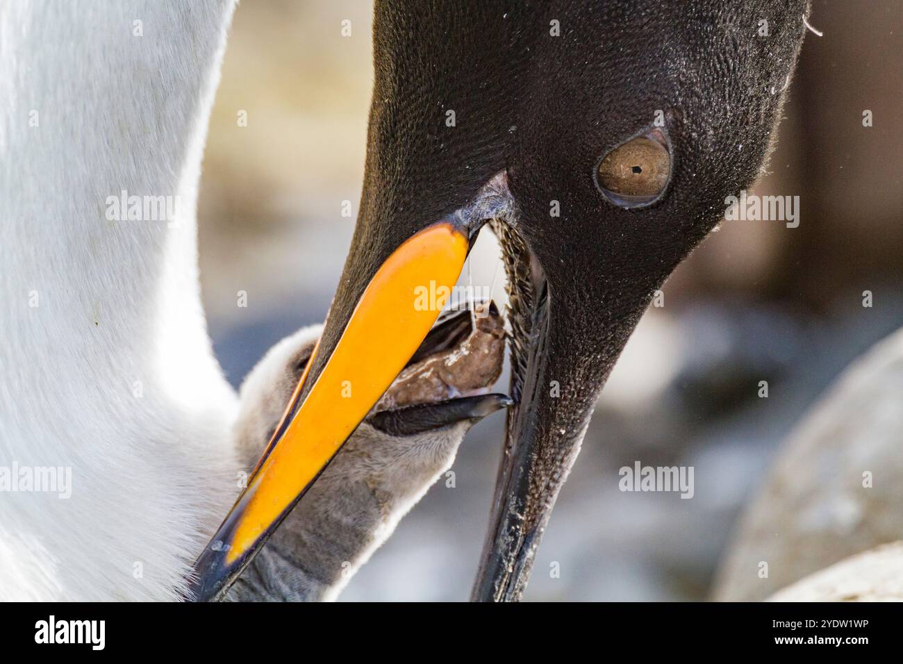 Avian nesting behaviors hi-res stock photography and images - Alamy
