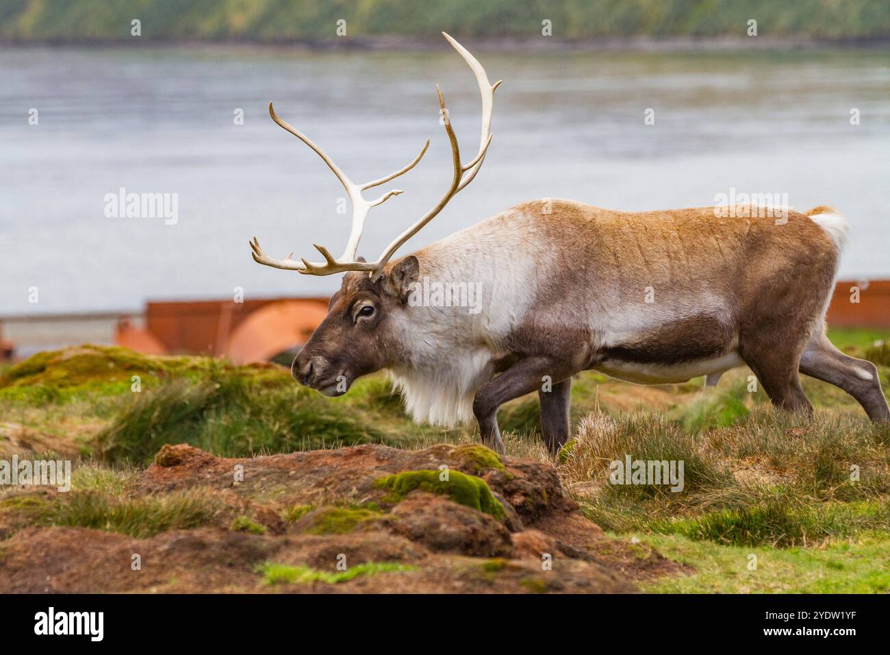 An adult bull introduced reindeer (Rangifer tarandus) before ...