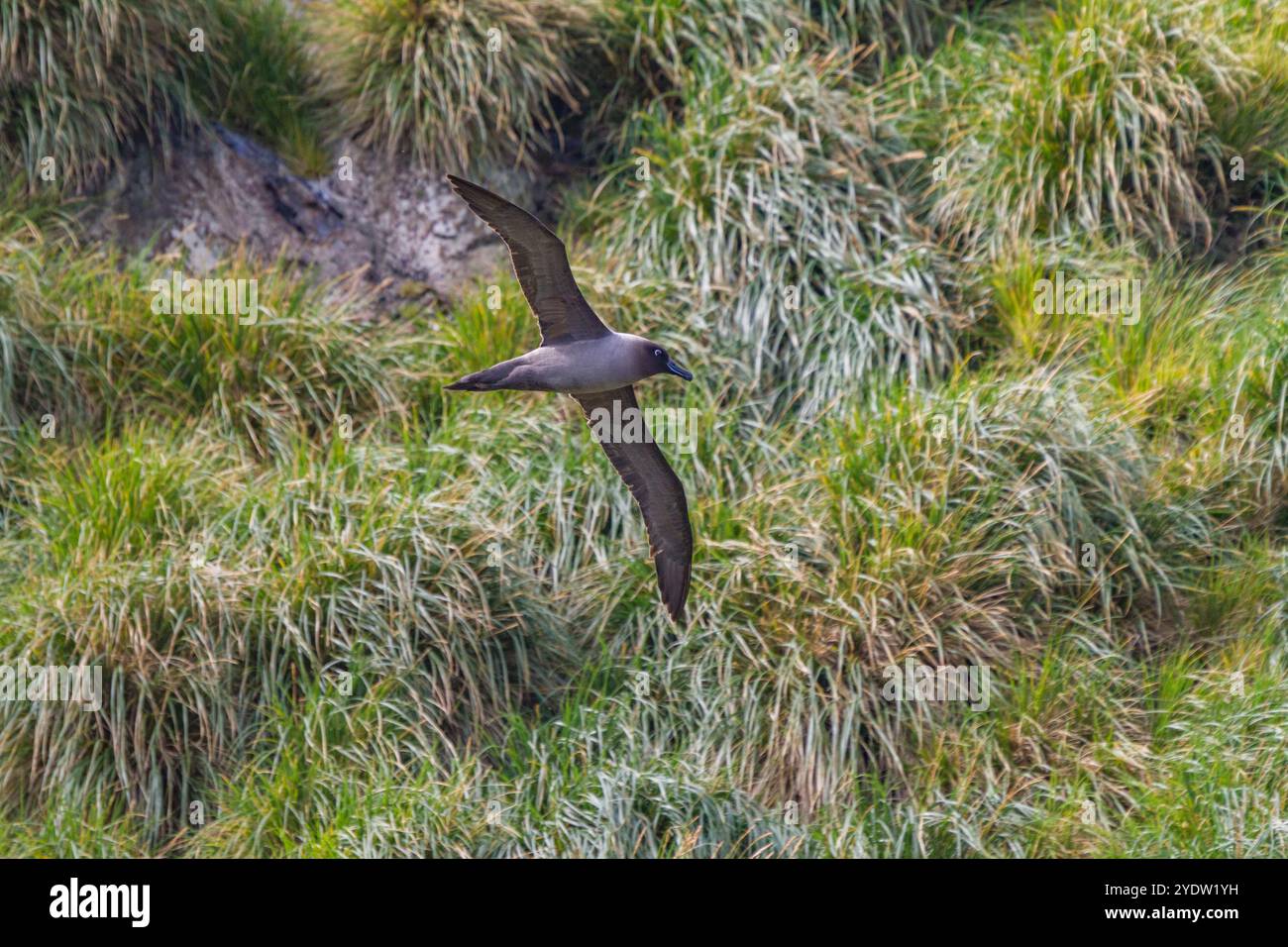 Adult light-mantled sooty albatross (Phoebetria palpebrata) on the wing ...
