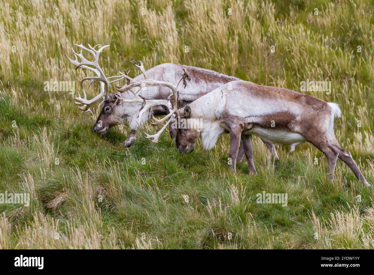 Adult bull introduced reindeer (Rangifer tarandus) before eradication ...