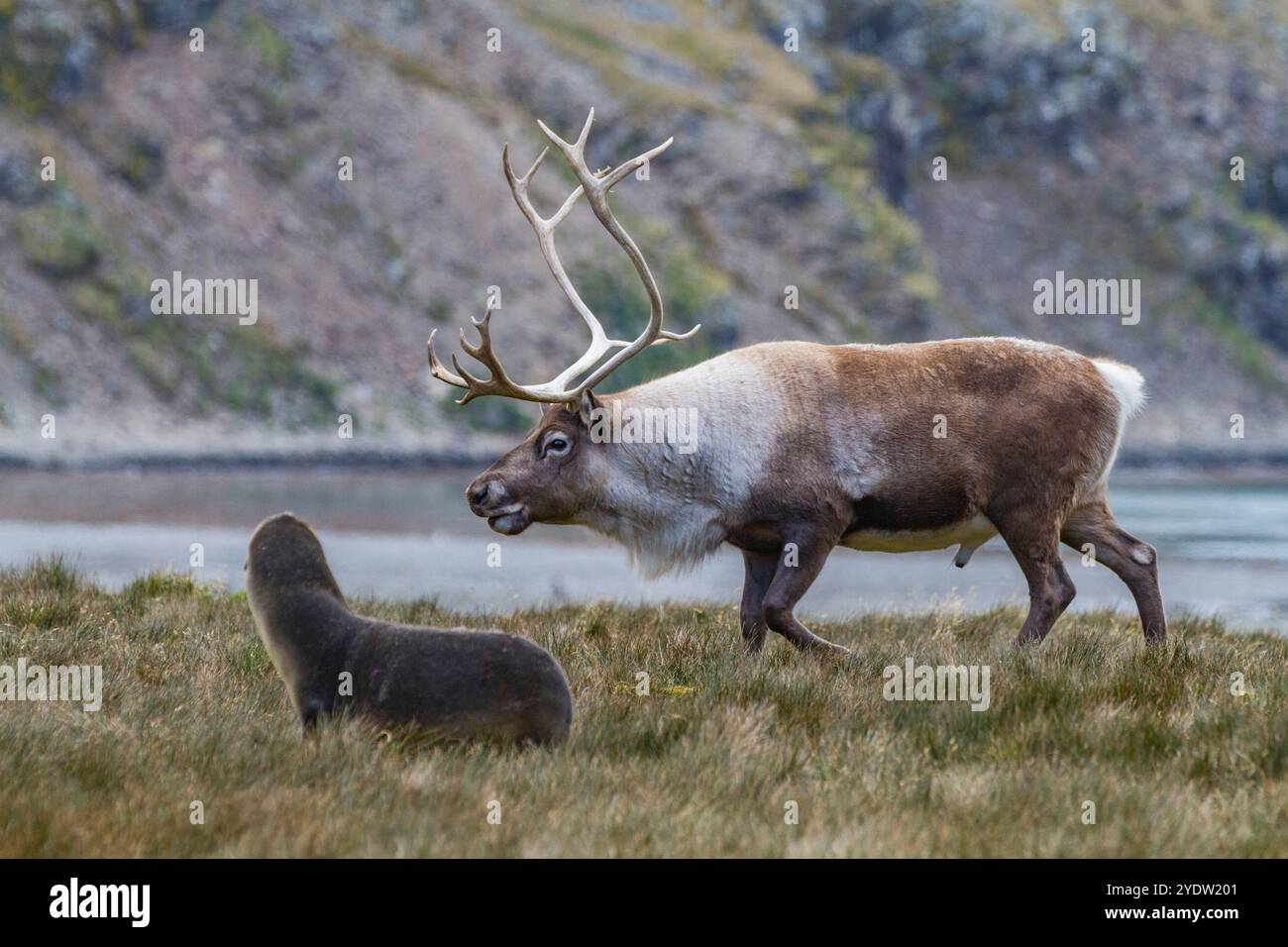 An adult bull introduced reindeer (Rangifer tarandus) before ...