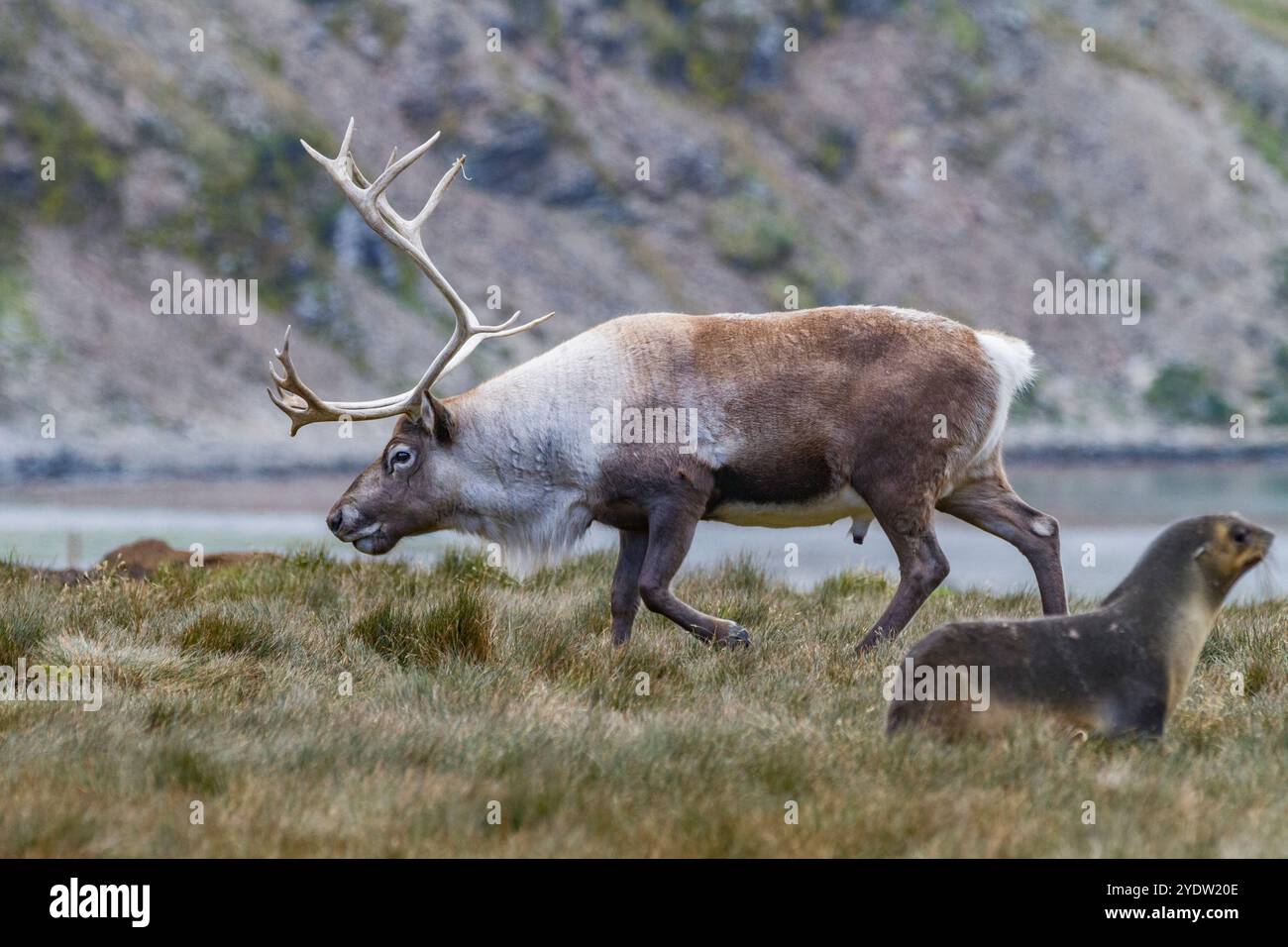 An adult bull introduced reindeer (Rangifer tarandus) before ...