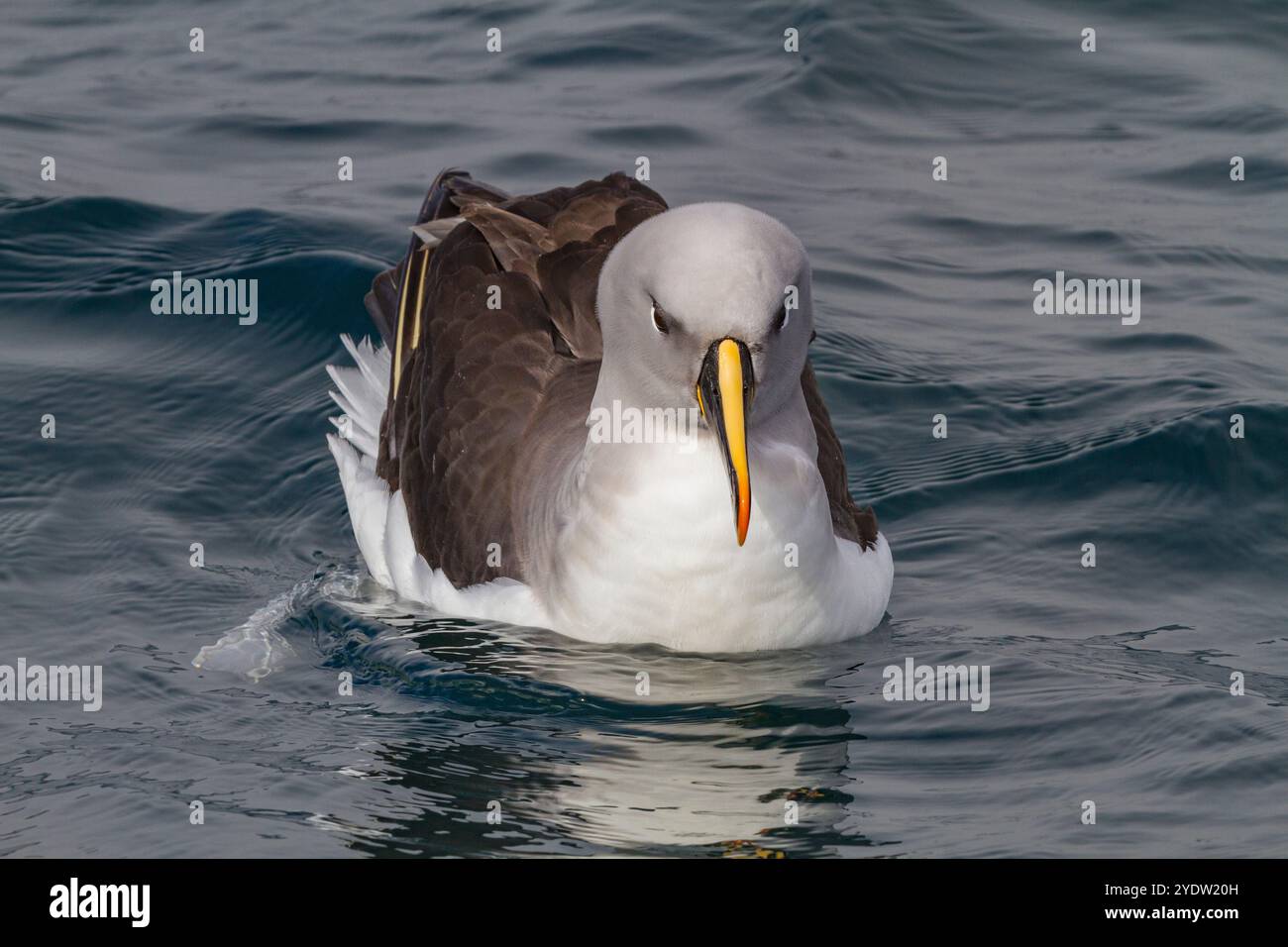 Adult grey-headed albatross (Thalassarche chrysostoma) (grey-headed ...