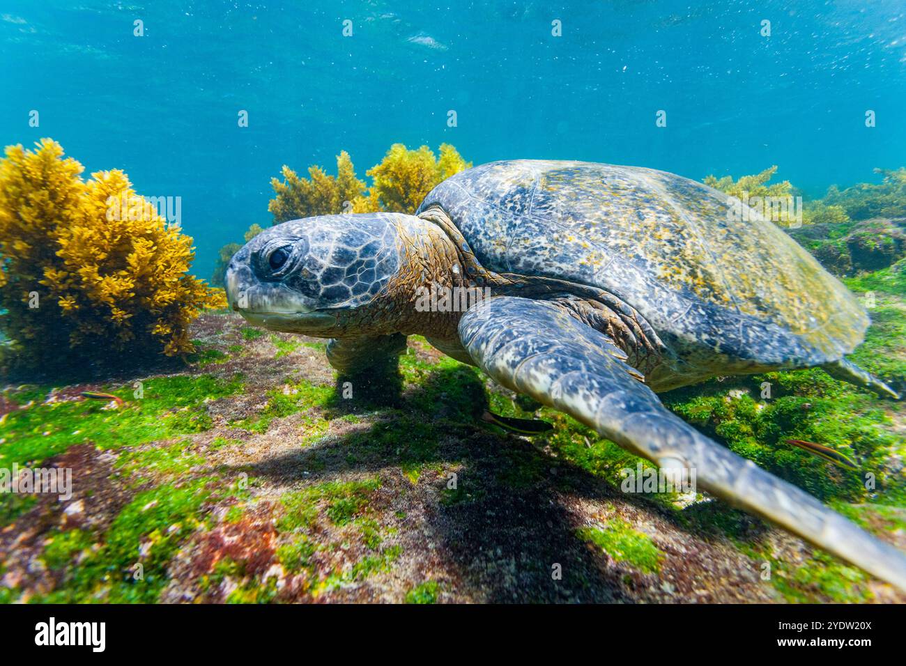 Adult green sea turtle (Chelonia mydas agassizii) underwater in the ...