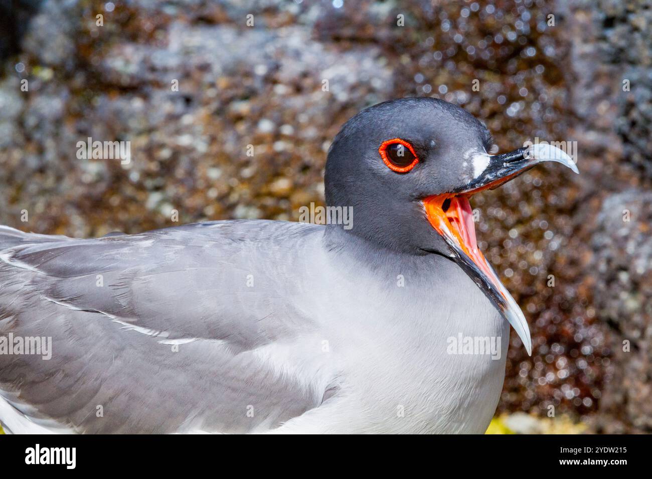 Adult Swallow-tailed gull (Creagrus furcatus) in the Galapagos Island Archipelago, UNESCO World ...