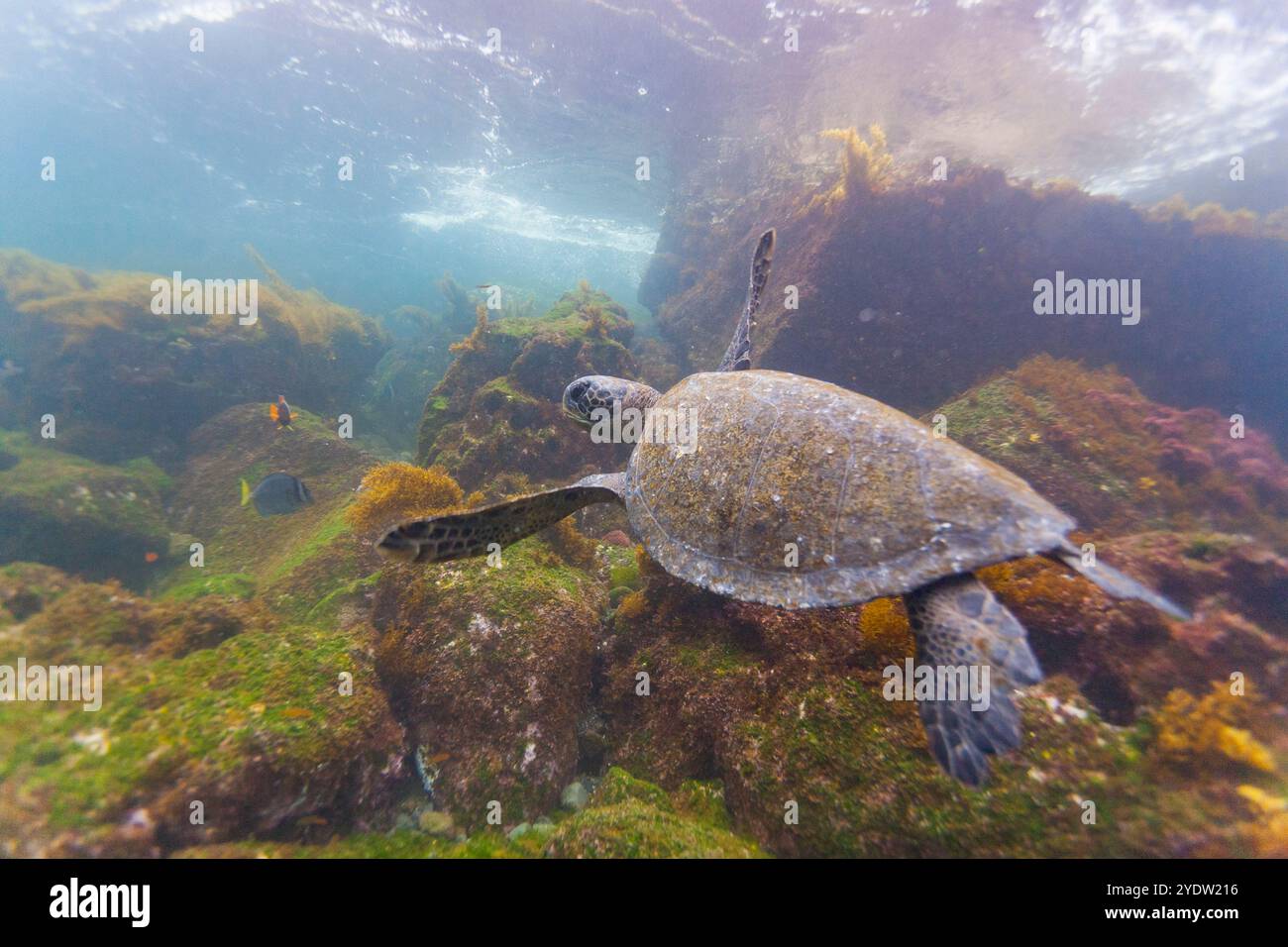 Adult green sea turtle (Chelonia mydas agassizii) underwater in the ...