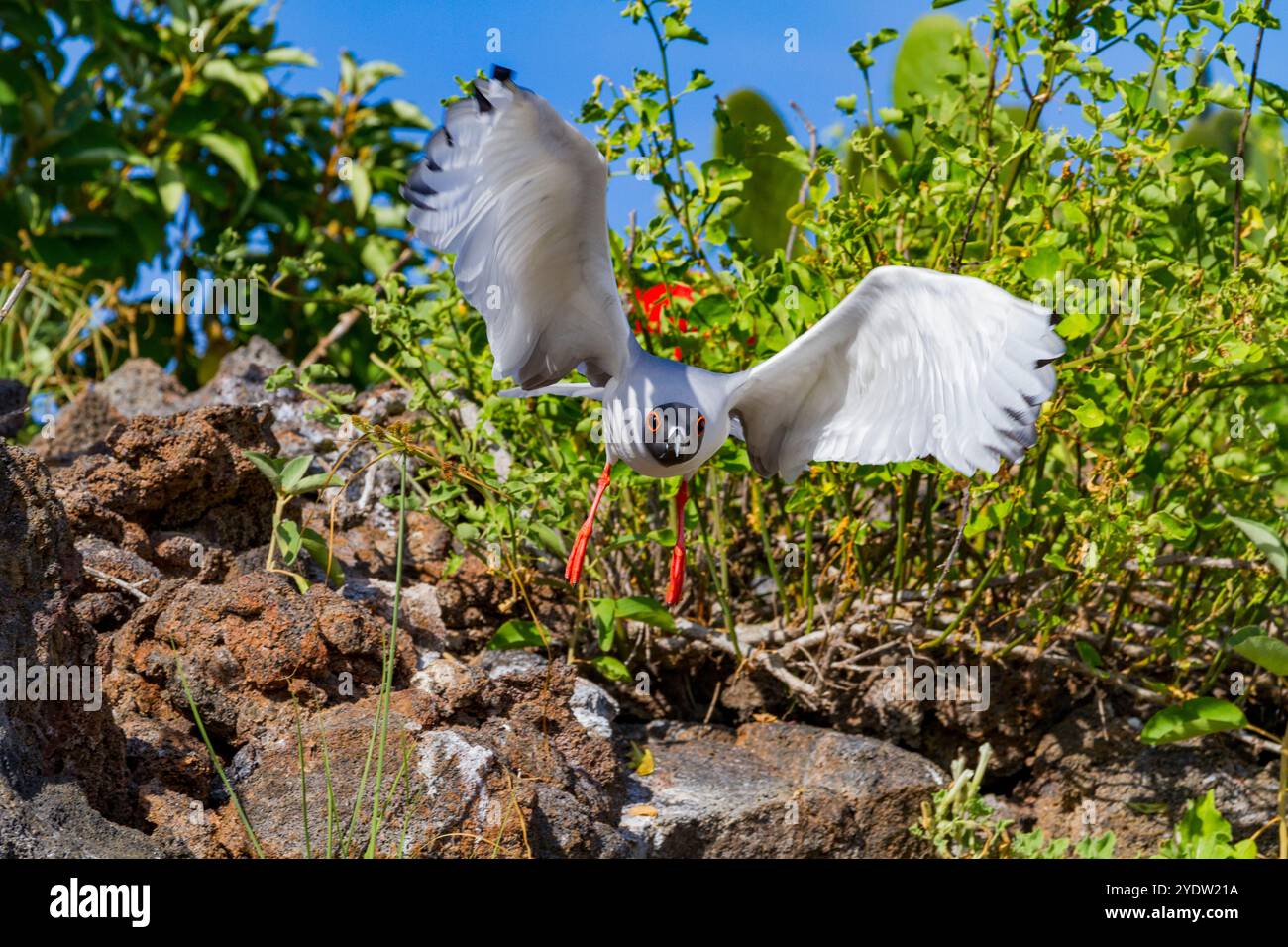 Adult Swallow-tailed gull (Creagrus furcatus) in flight in the ...