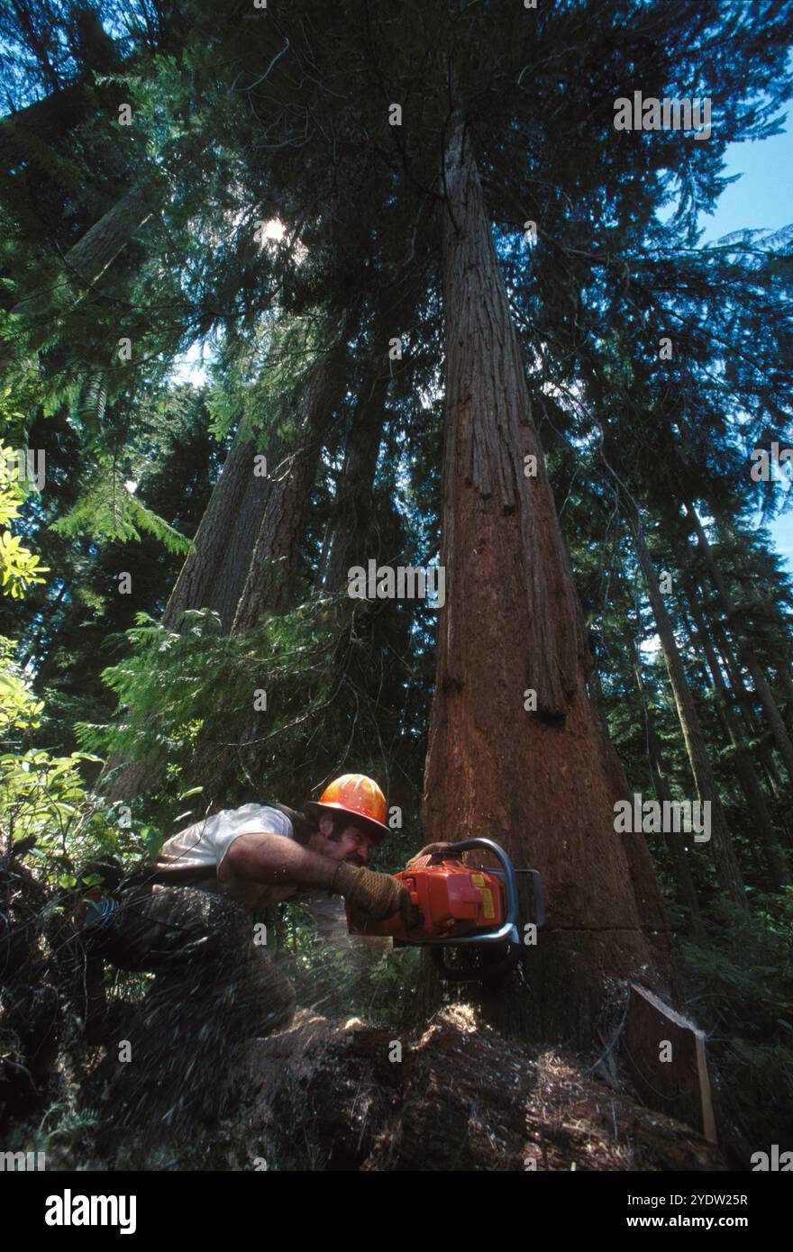Logging of old-growth trees Stock Photo - Alamy