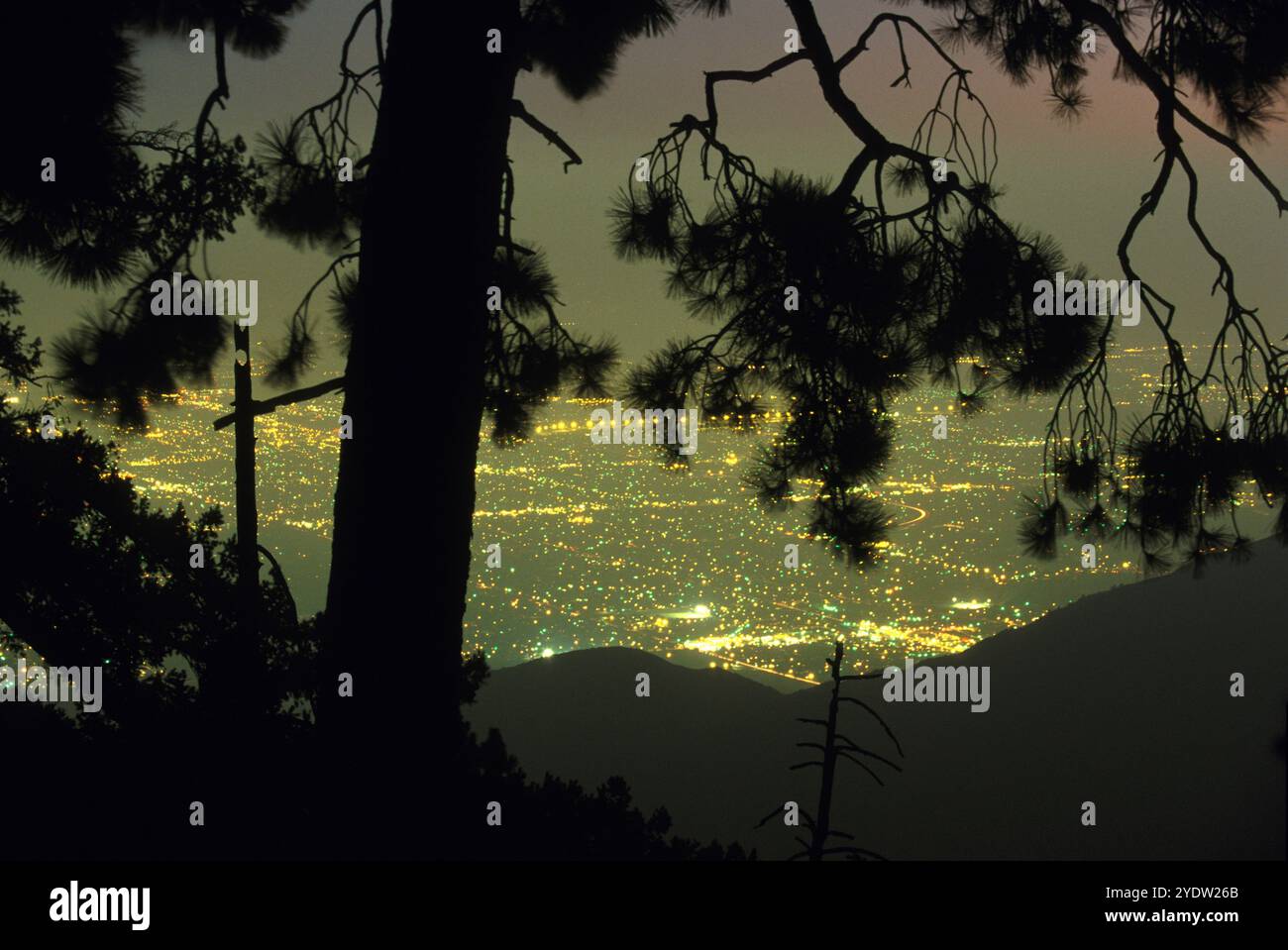 Smog stressed trees in San Bernadino National Forest, CA Stock Photo ...
