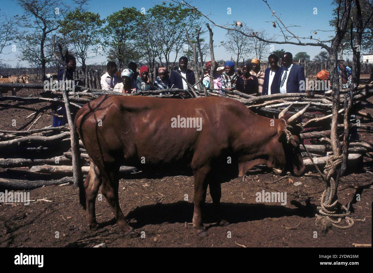 Africa dowry wedding hi-res stock photography and images - Alamy