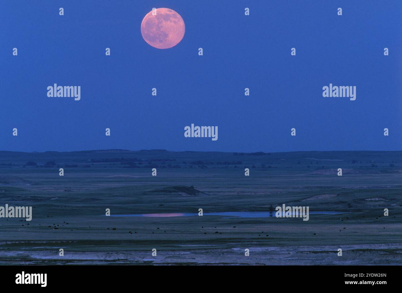 Moon rise over an open field, South Dakota, USA Stock Photo - Alamy