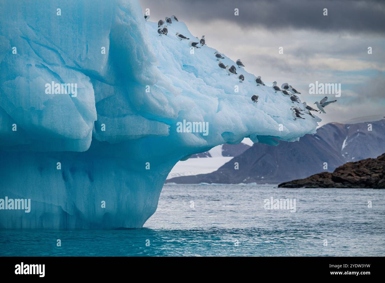 Arctic birds on an Iceberg on Belcher island, Devon island, Nunavut ...
