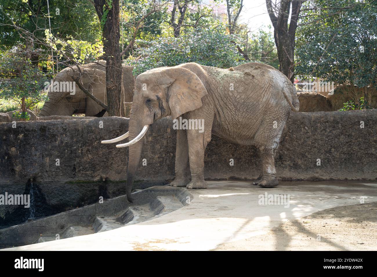Cute elephant living in a zoo in Japan with tree, jungle surrounding ...