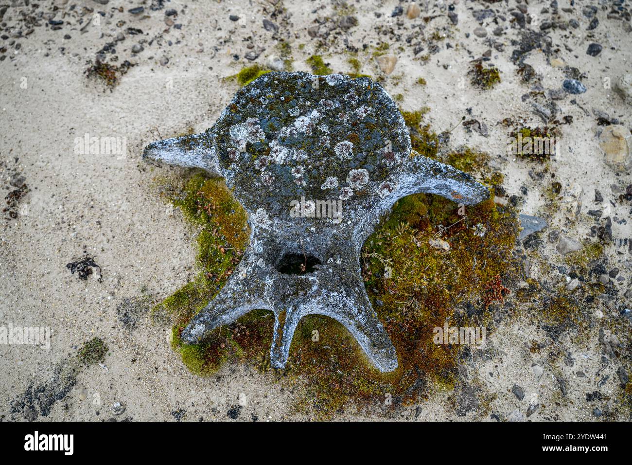 Whale bone on a beach, Baffin island, Nunavut, Canadian Arctic, Canada ...
