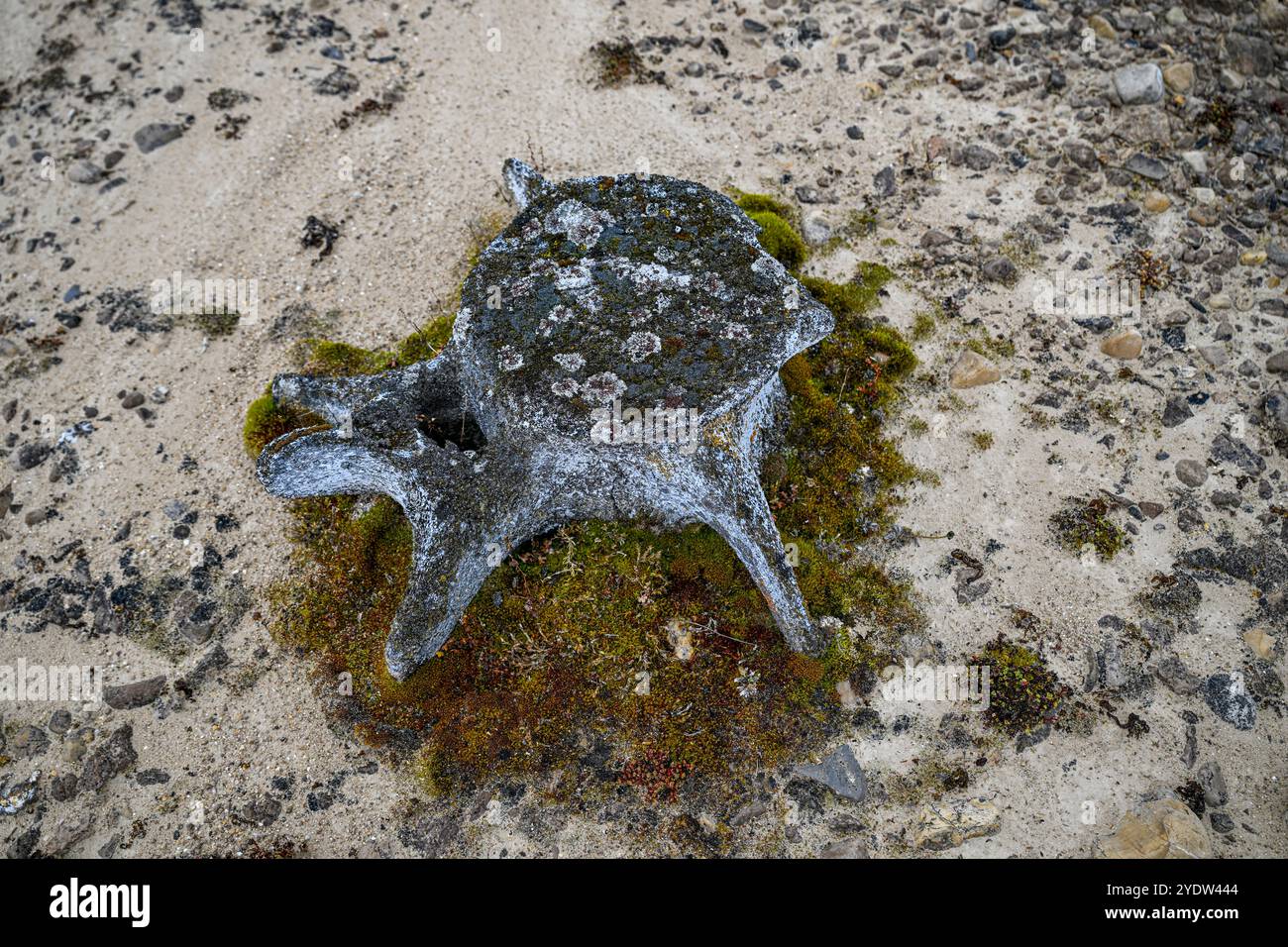 Whale bone on a beach, Baffin island, Nunavut, Canadian Arctic, Canada ...