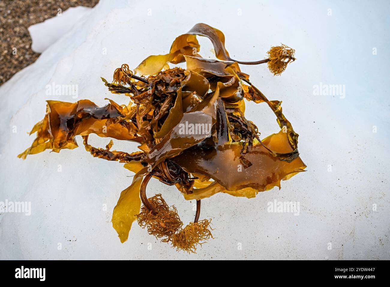 Algae on an ice block, Baffin island, Nunavut, Canadian Arctic, Canada ...