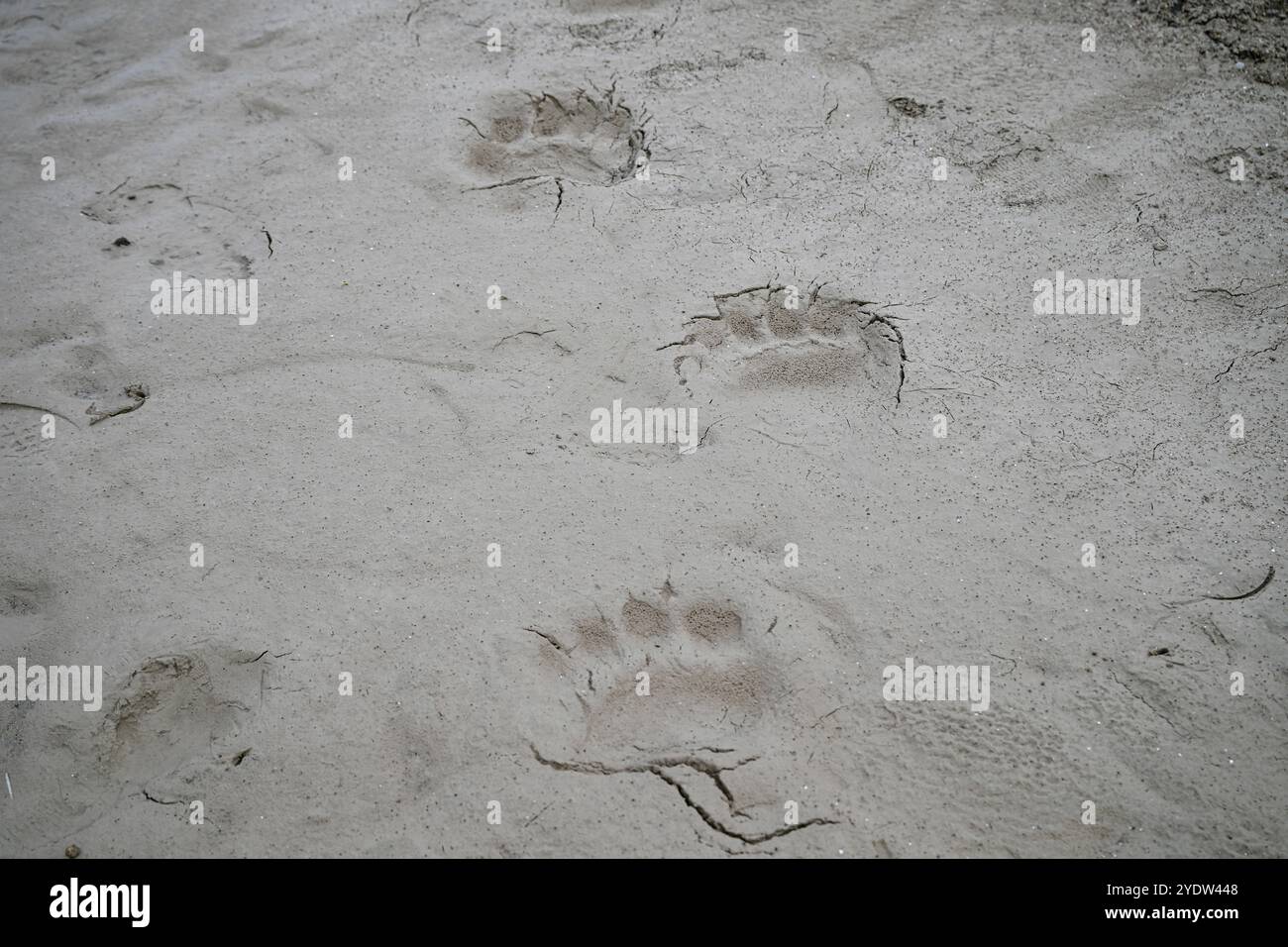Polar bear tracks, Baffin island, Nunavut, Canadian Arctic, Canada ...