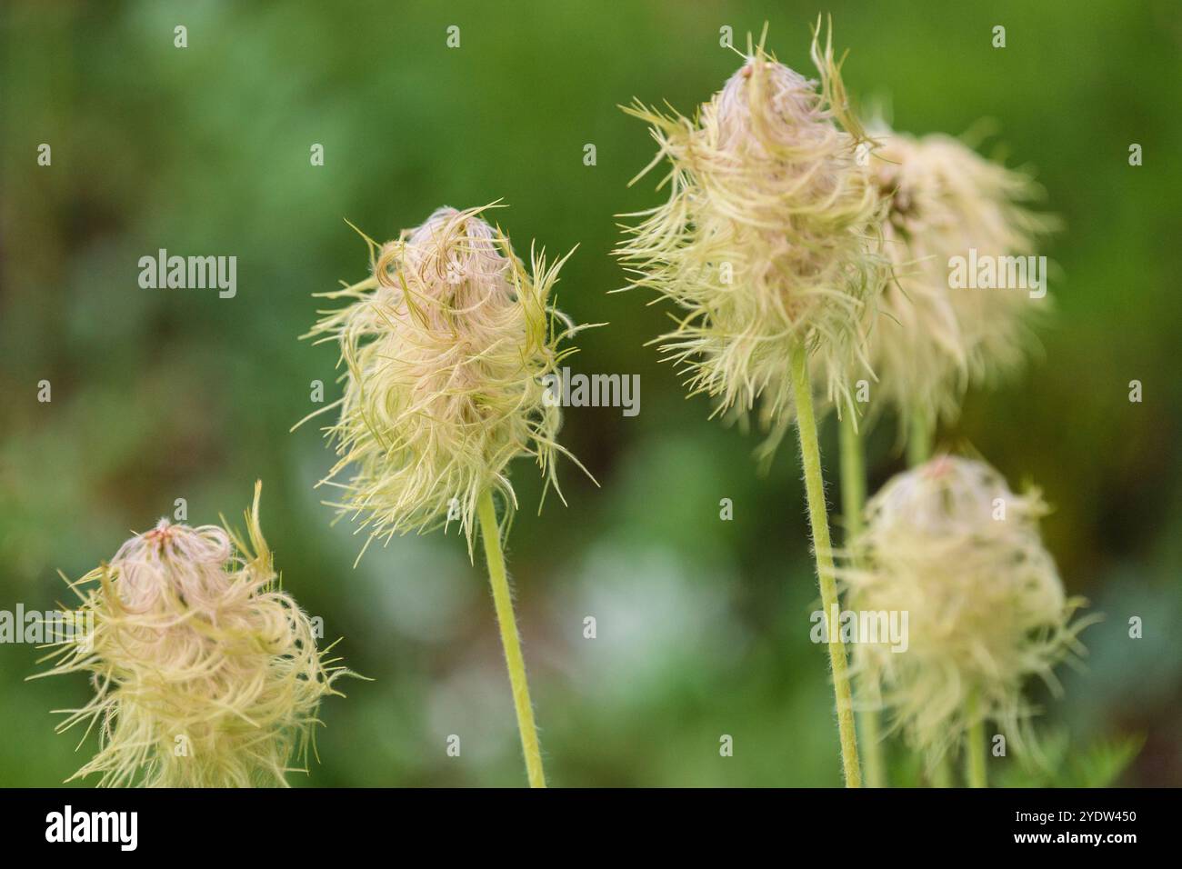 Pasqueflower seedheads (Anemone occidentalis) in its subalpine ...