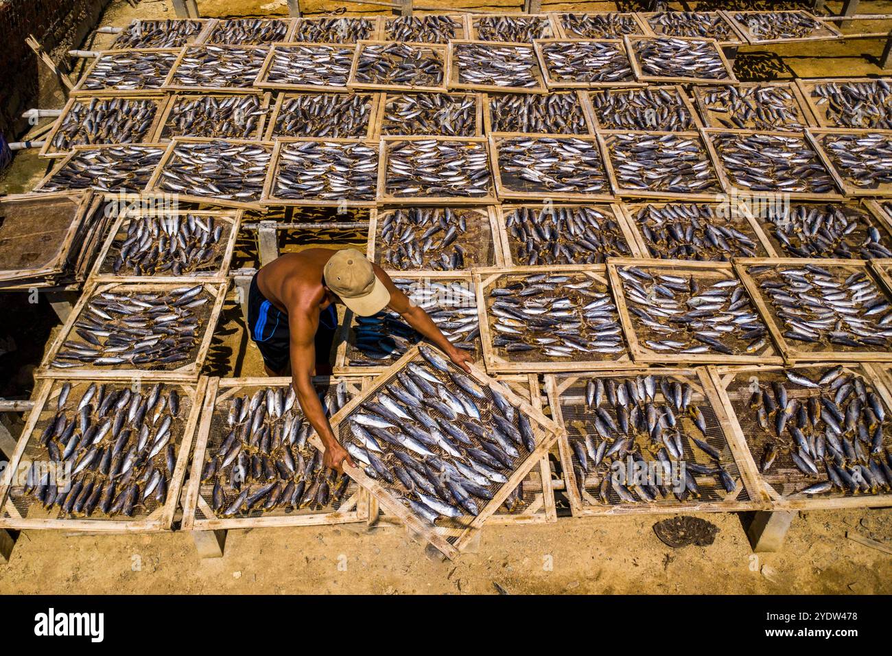 Drying fish in Vung Tau, Vietnam, Indochina, Southeast Asia, Asia Stock ...