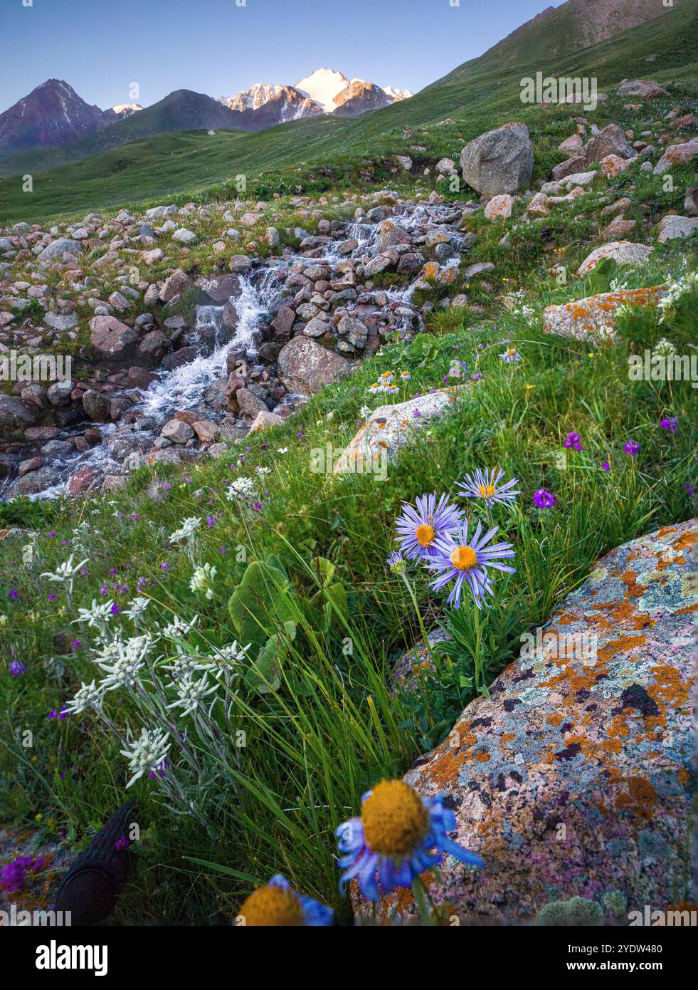 Scenic landscape of wildflowers and a flowing stream in the golden ...