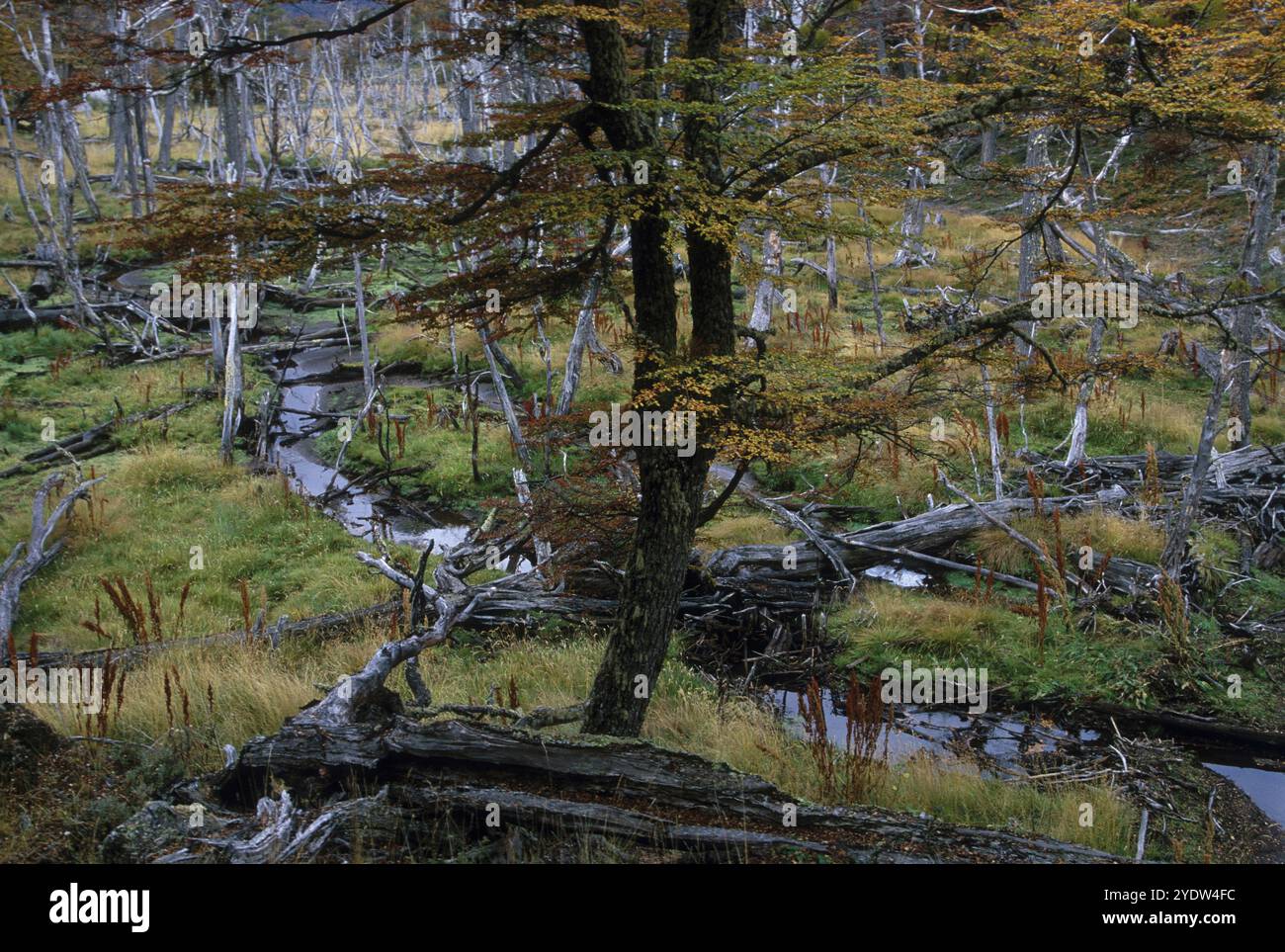 Fall in patagonia hi-res stock photography and images - Alamy