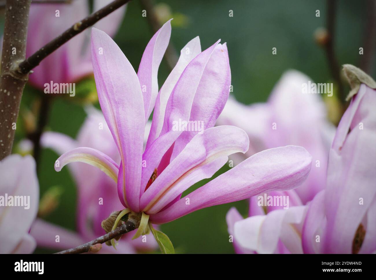 Magnolia tree blossoms detail hi-res stock photography and images - Alamy