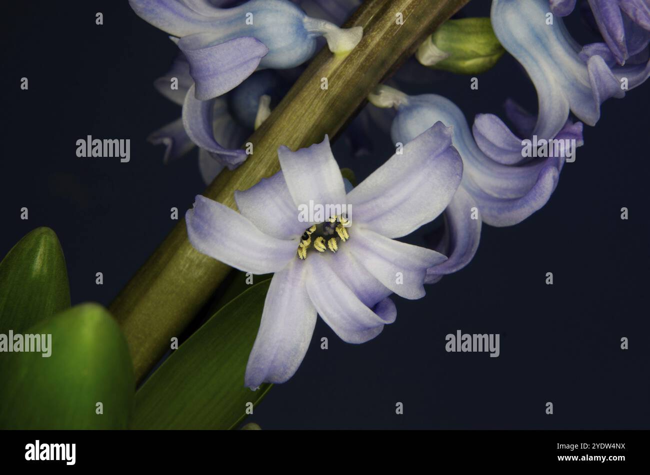 Hyacinthus, flower of a blooming hyacinth in front of a deep blue ...