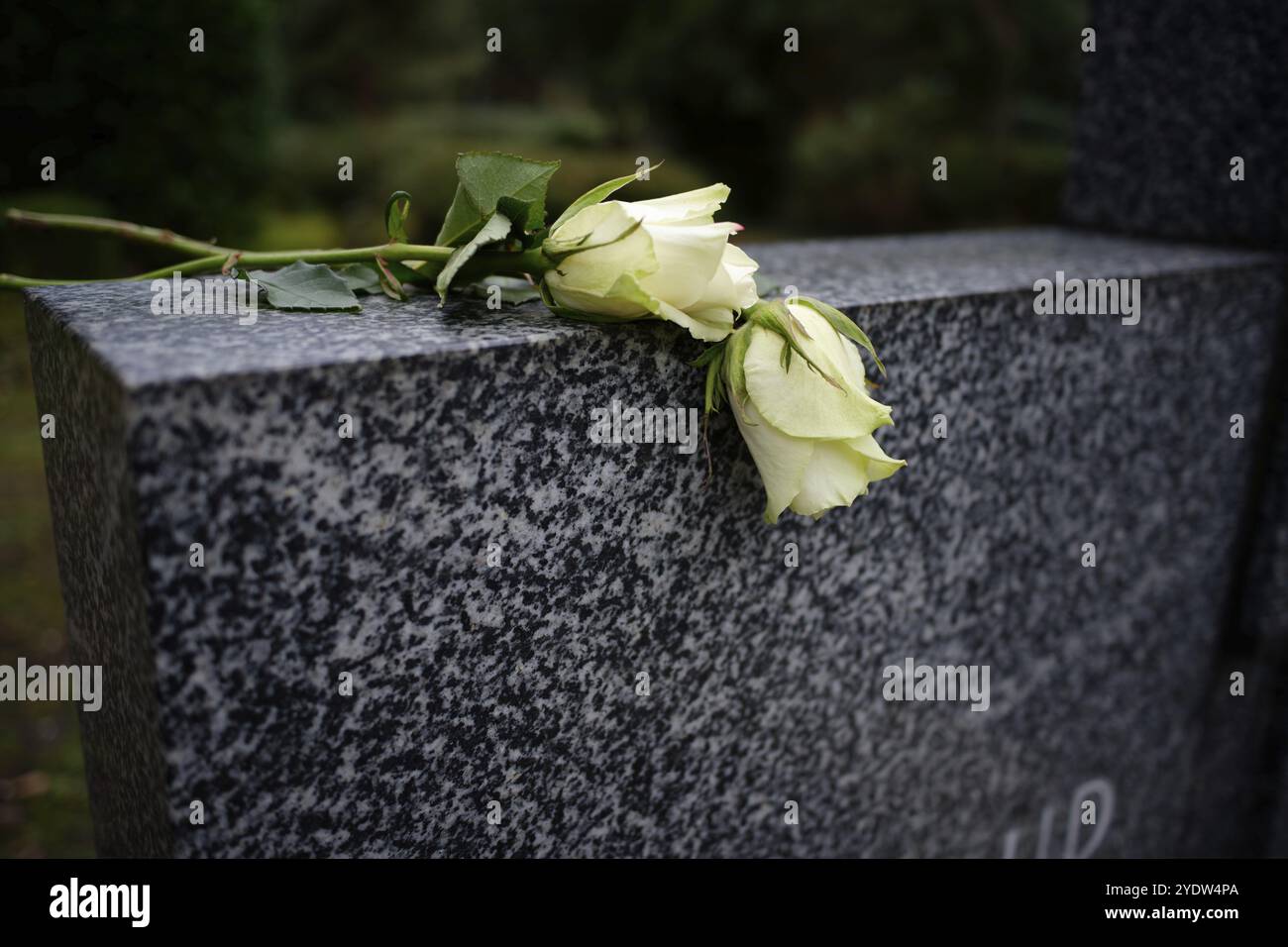 Two white roses lie on a marble gravestone in a cemetery Stock Photo ...