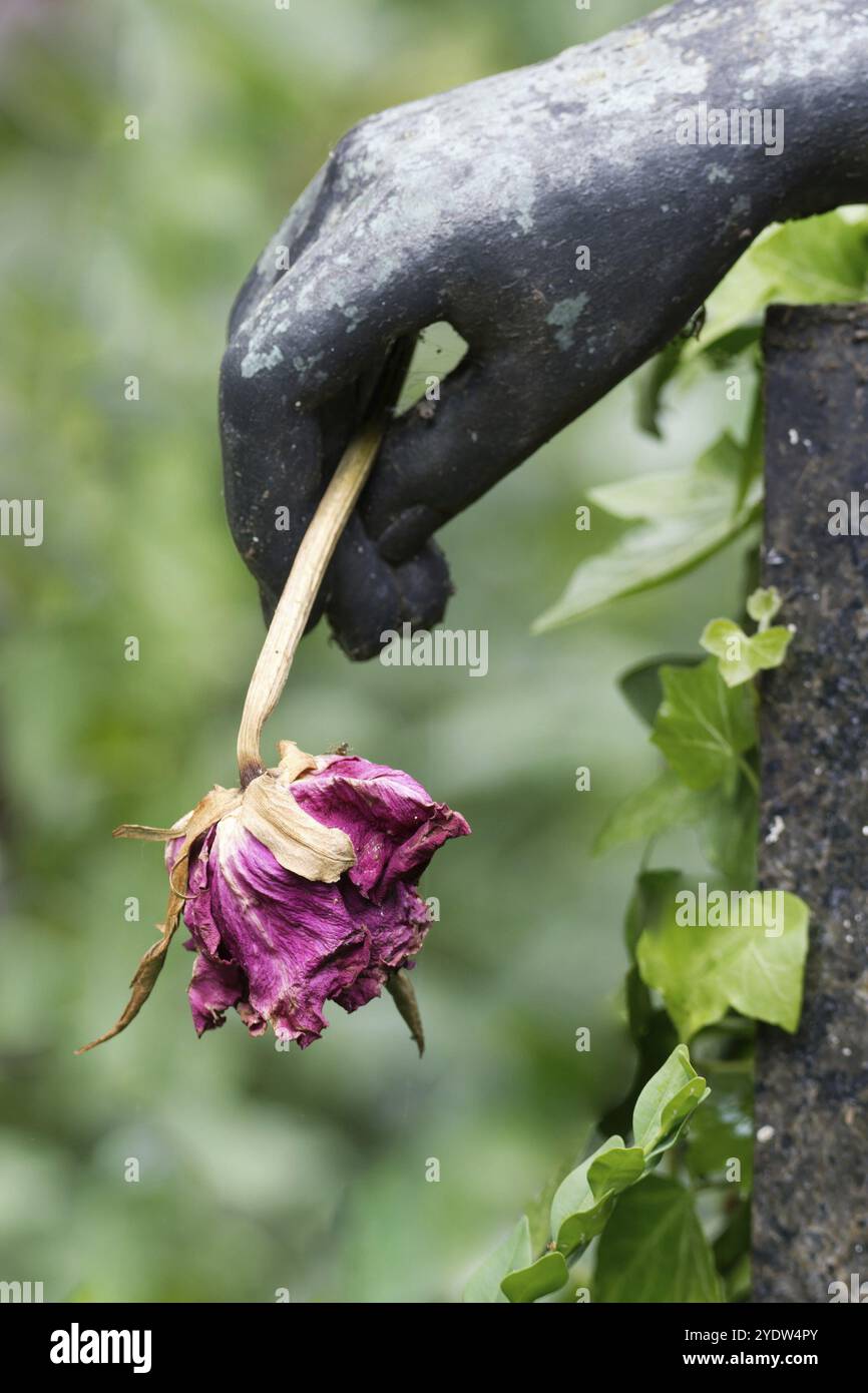 The hand of a sculpture in a cemetery holds a withered red rose Stock ...