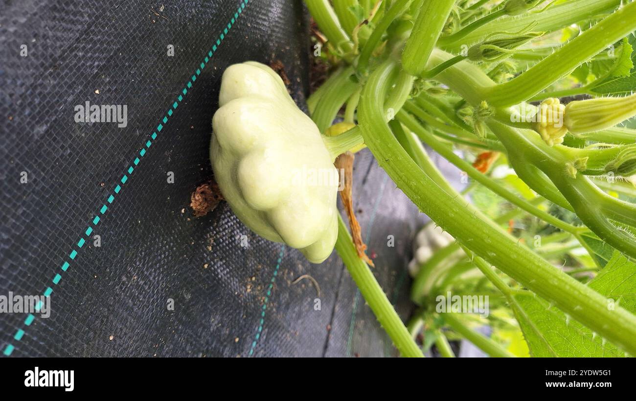Growing organic patty pan squash in a garden setting Stock Photo - Alamy