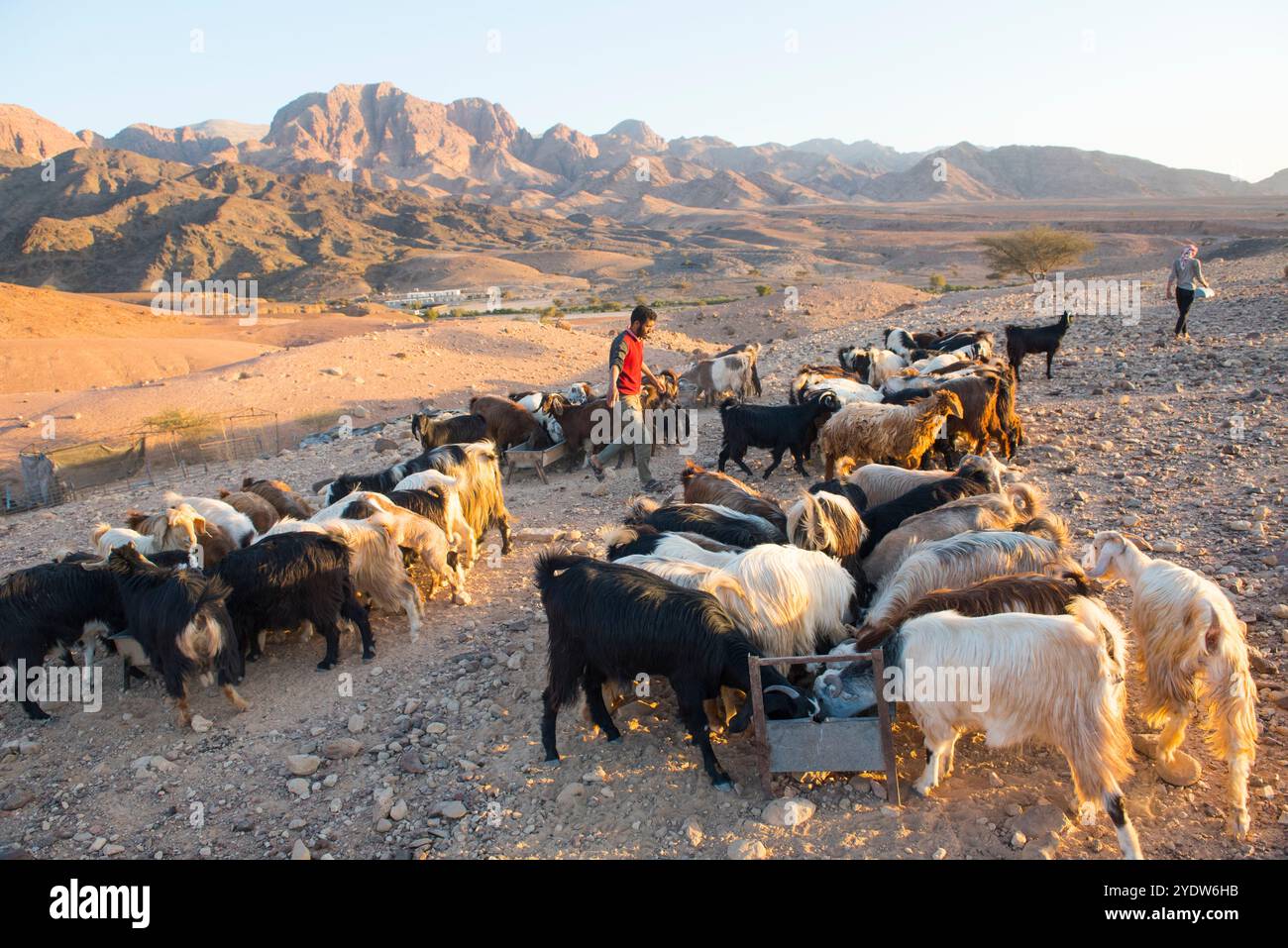 Herd of goats gathered in front of a Bedouin camp near Wadi Dana and ...