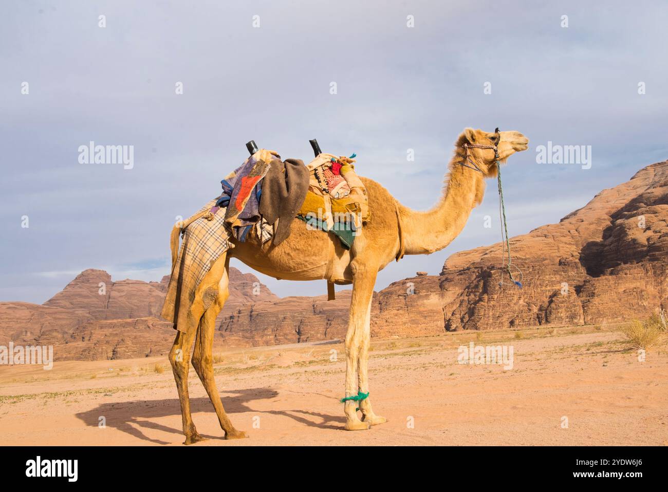 Camel wadi rum jordan hi-res stock photography and images - Alamy