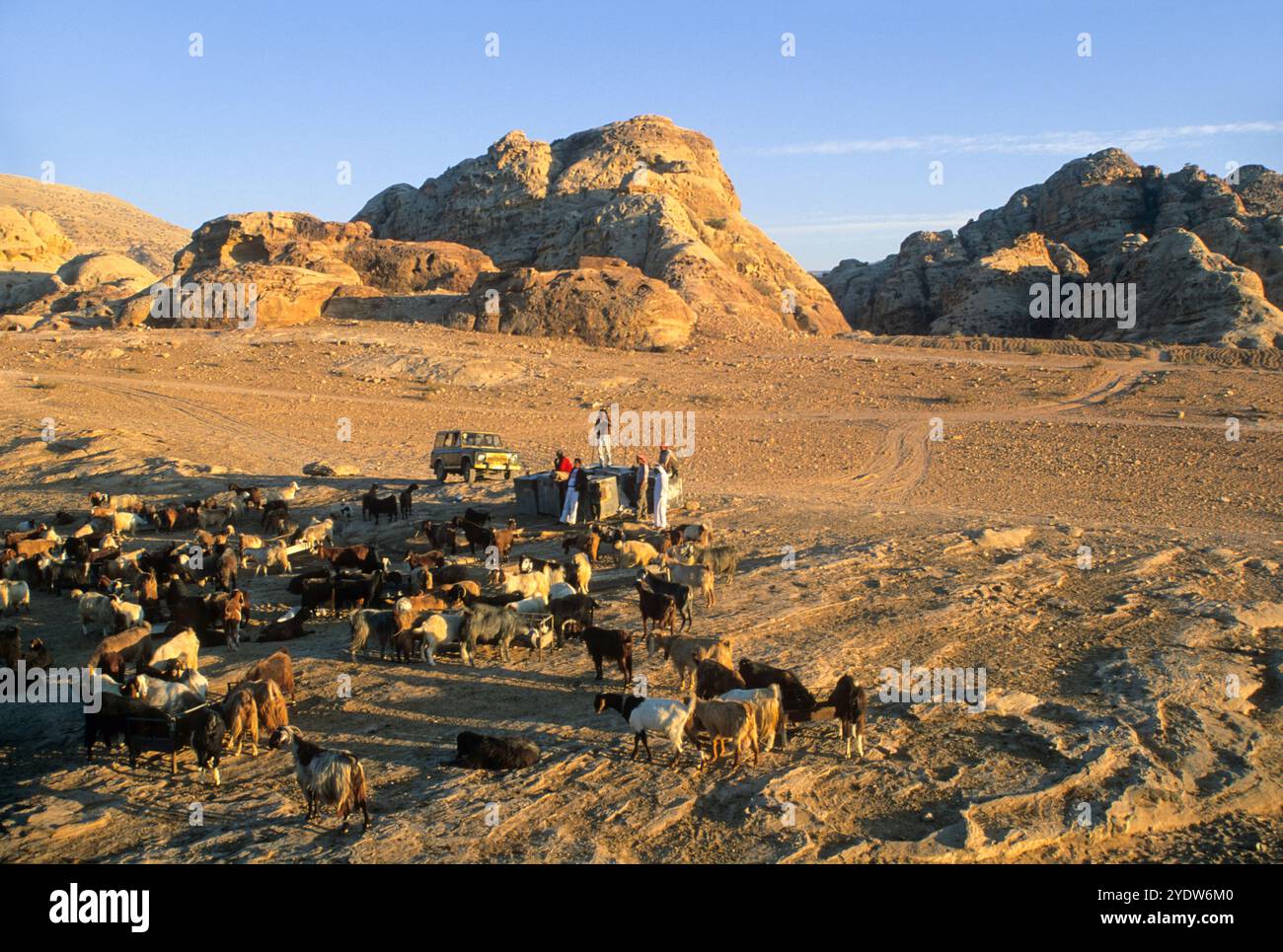 Herd of goats around Petra, Jordan, Middle East Stock Photo - Alamy