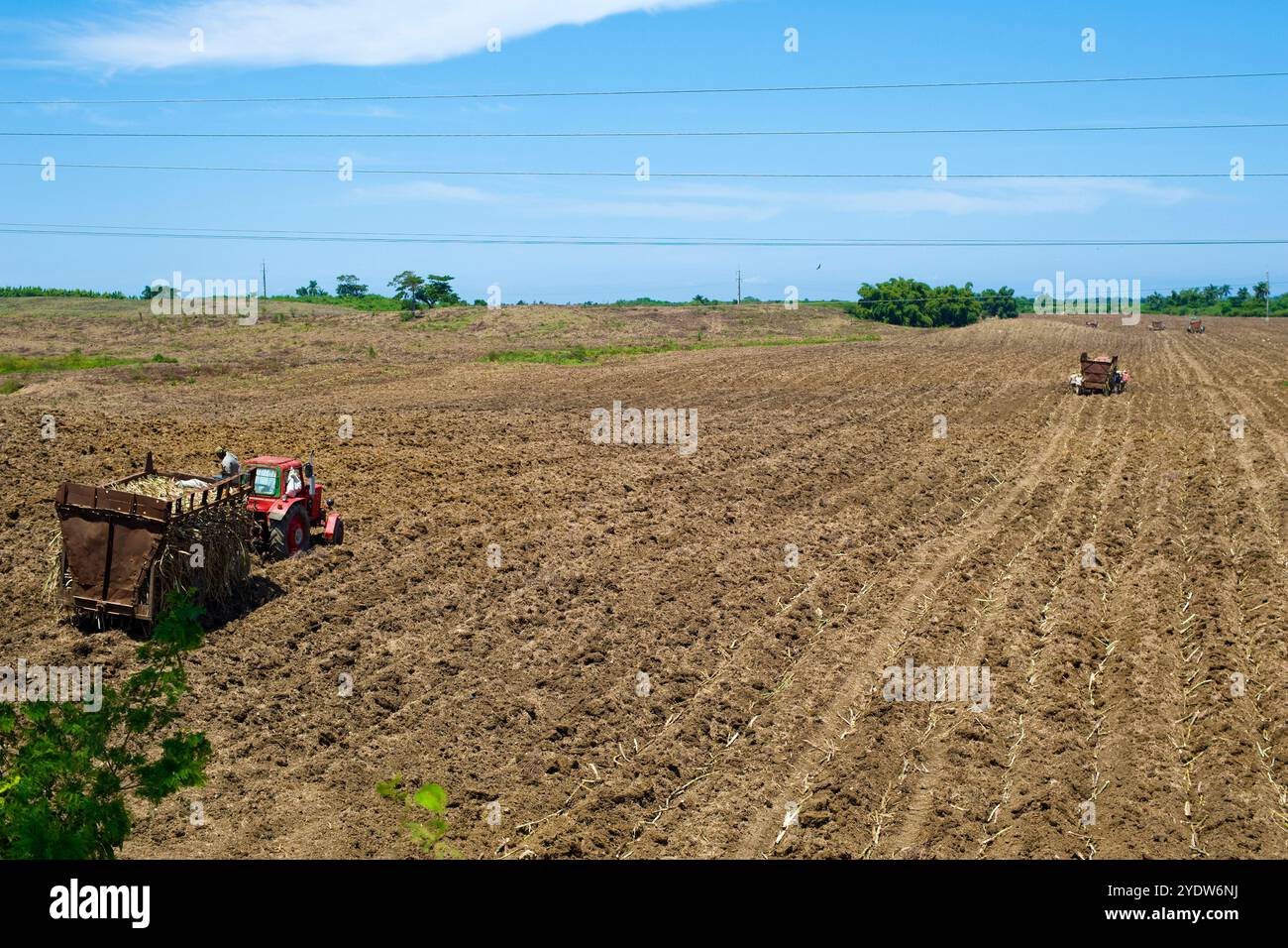 Planting sugar cane seed hi-res stock photography and images - Alamy