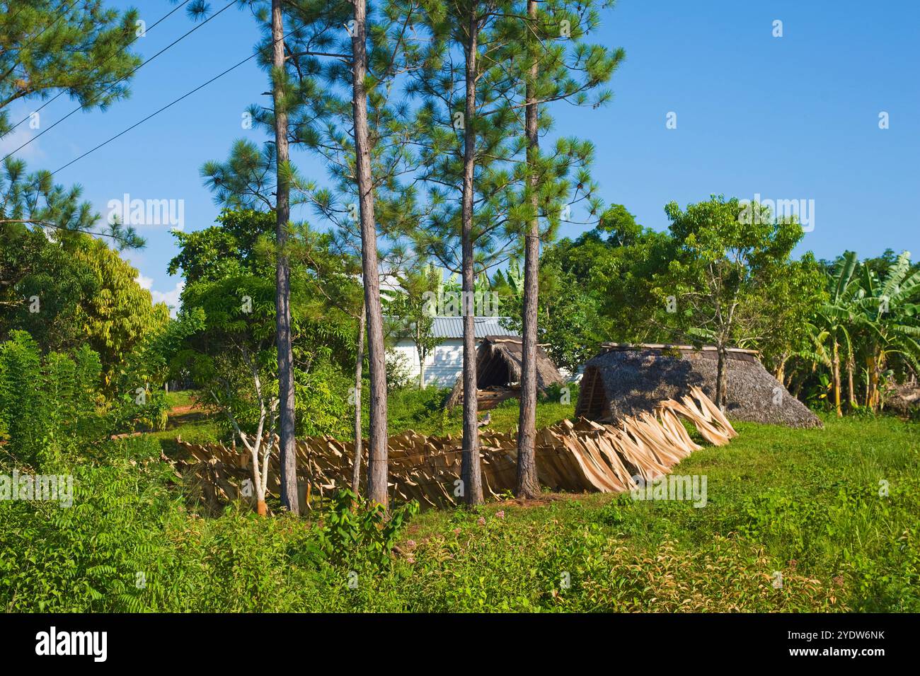 Drying palm leaves for multi-use in Valle de Vinales National Park ...