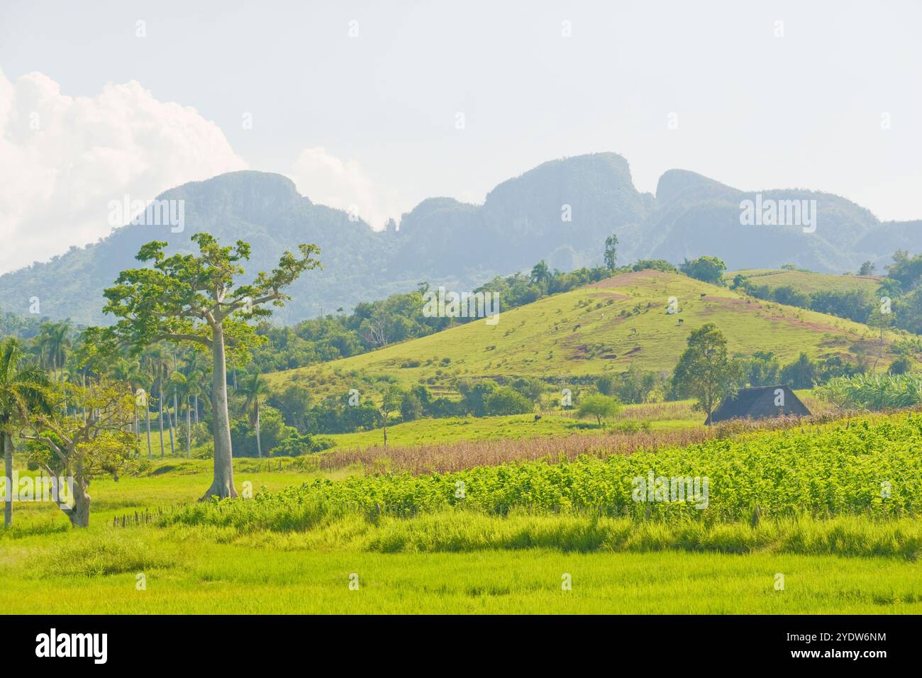 Landscape of Valle de Vinales National Park, UNESCO World Heritage Site ...