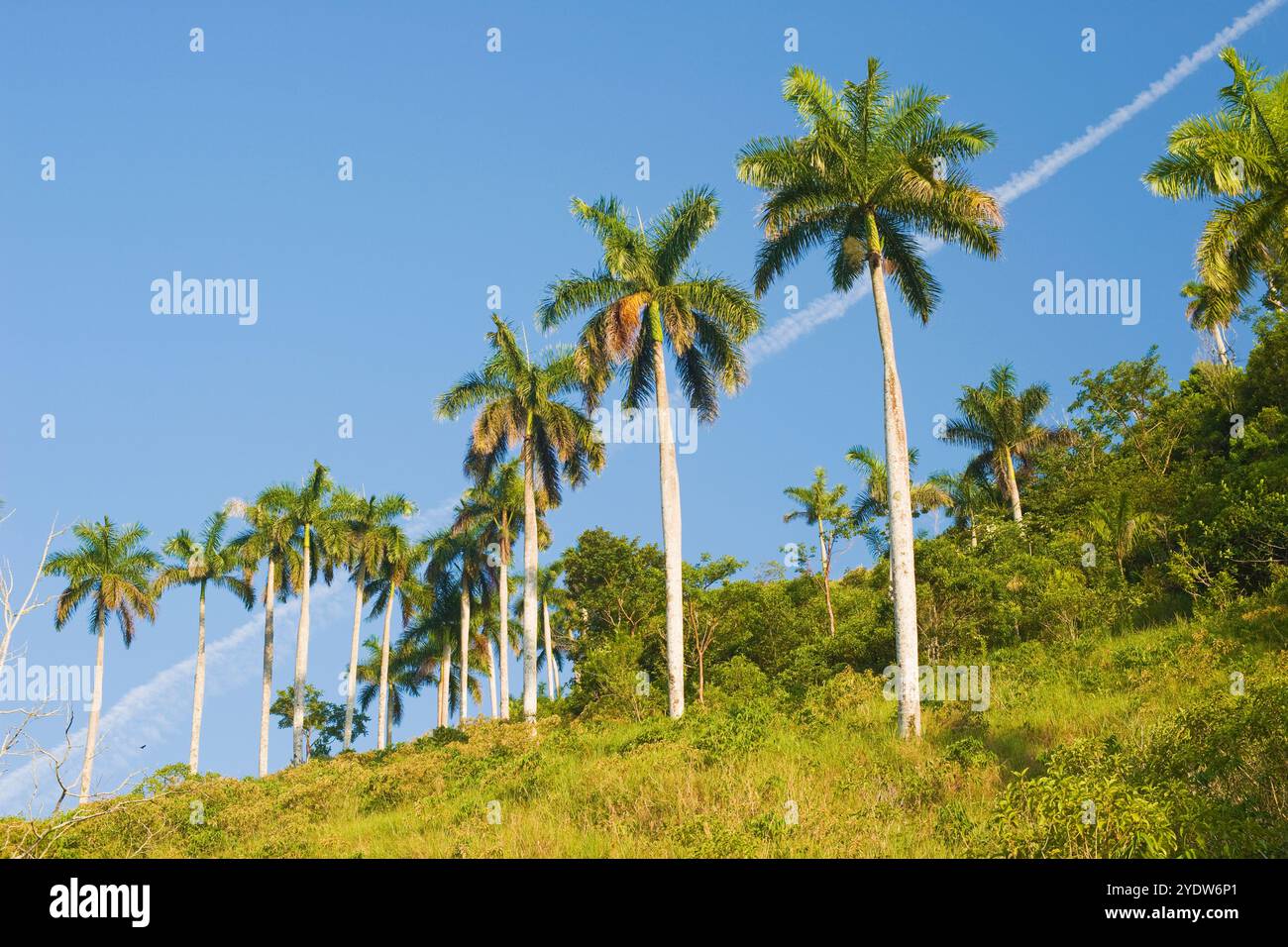 Las Terrazas, Sierra del Rosario Biosphere Reserve, Artemisa Province ...