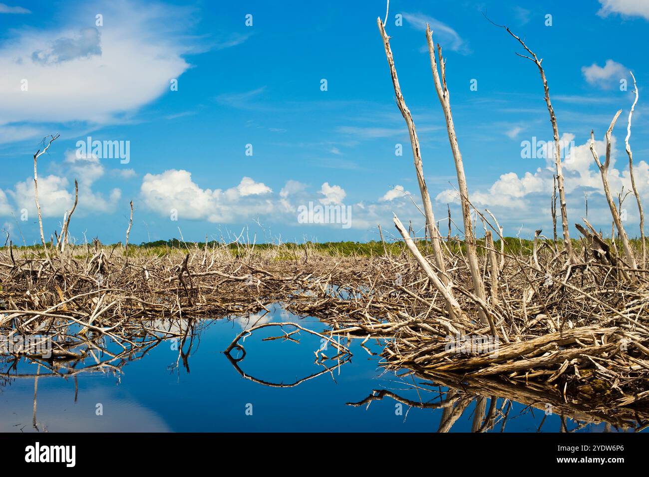 Inland biodiversity hi-res stock photography and images - Alamy