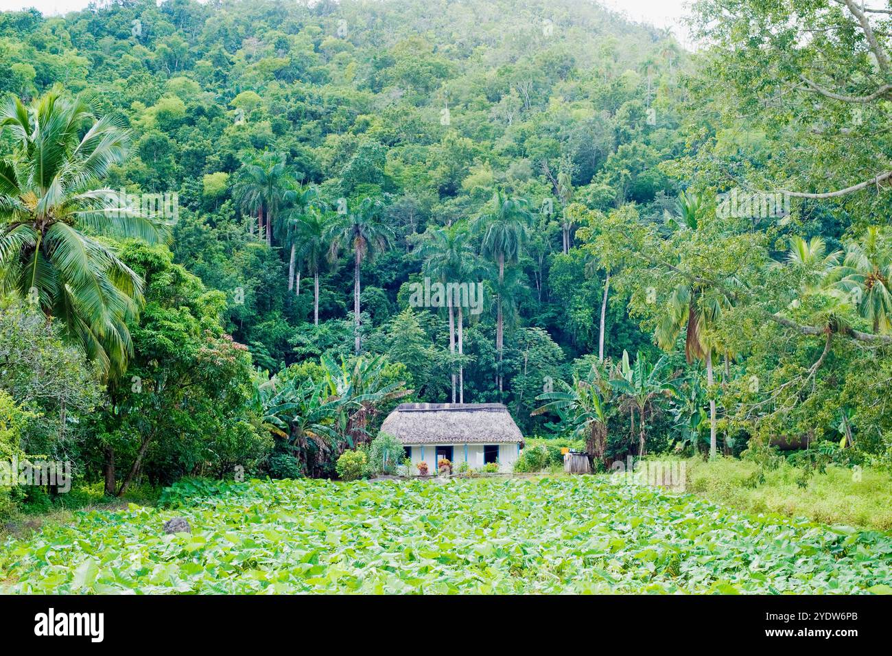 Cuba de azúcar hi-res stock photography and images - Alamy