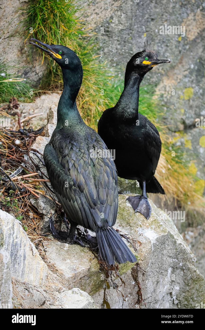Breeding pair of Shags (Gulosus aristotelis) by their nest on cliffs at ...