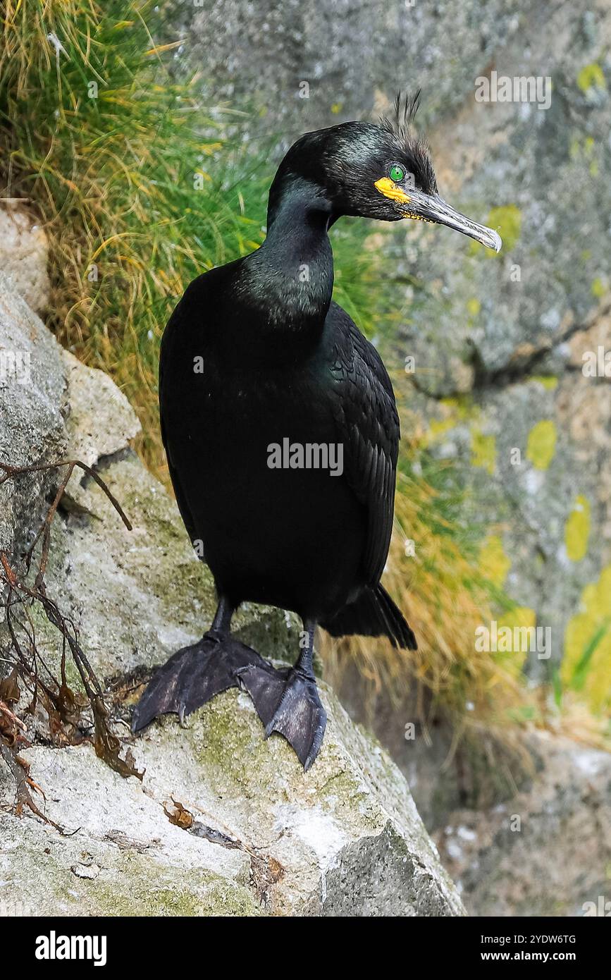 A breeding Shag (Gulosus aristotelis) by its nest on cliffs at Braes ...