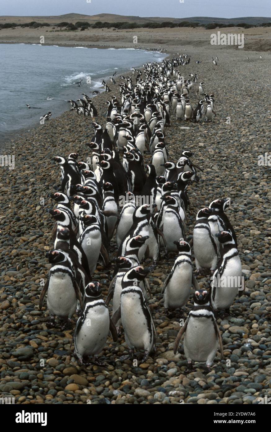 Third penguin hi-res stock photography and images - Alamy