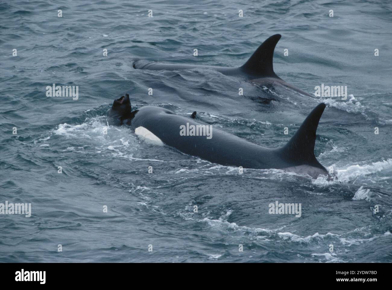 Orca attack blue whale in hi-res stock photography and images - Alamy
