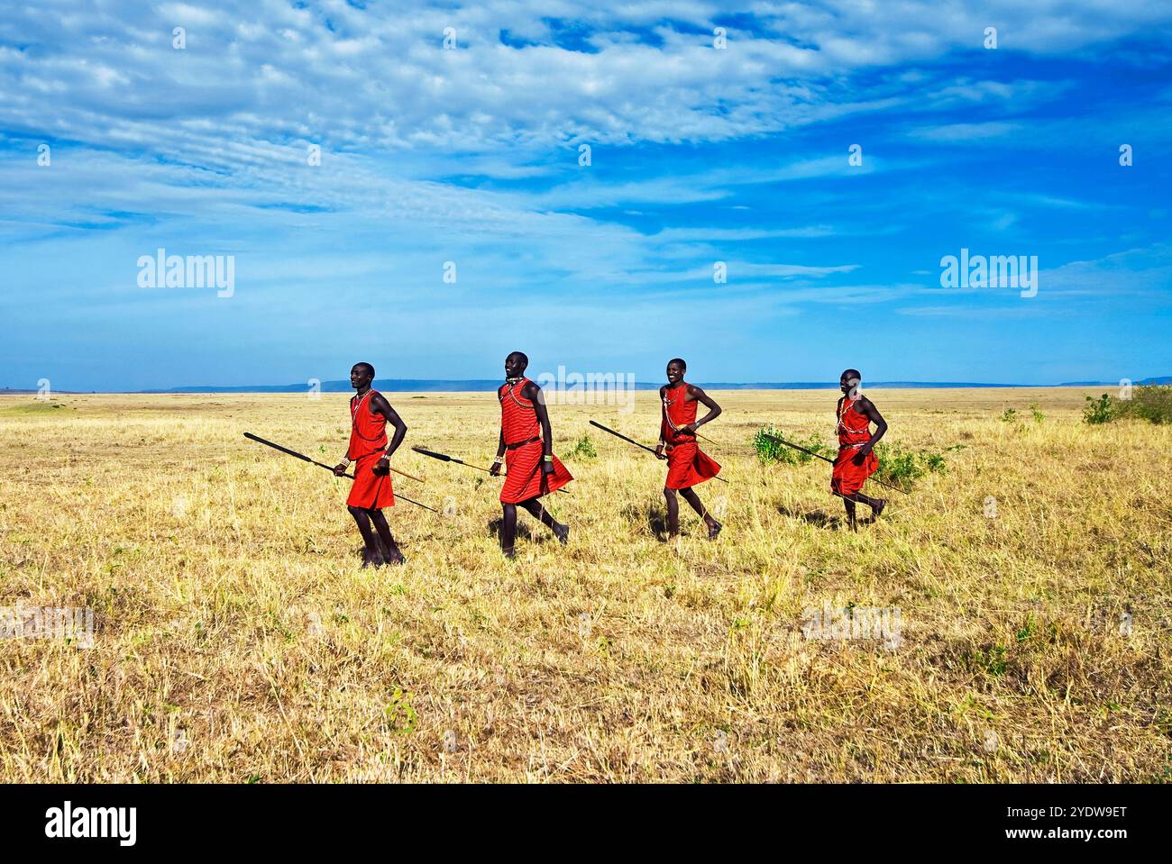 Four Masai hunters running through bush holding spears, Masai Mara ...