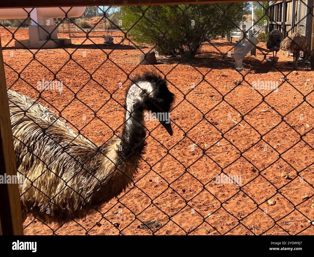Erldunda, Australia. 06th Aug, 2024. An emu can be seen in the Northern ...