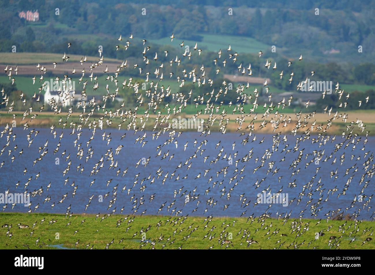 European Golden Plover, Pluvialis apricaria, flock of birds in flight ...