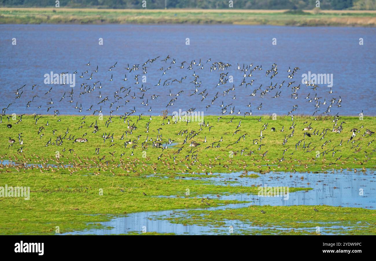 European Golden Plover, Pluvialis apricaria, flock of birds in flight ...