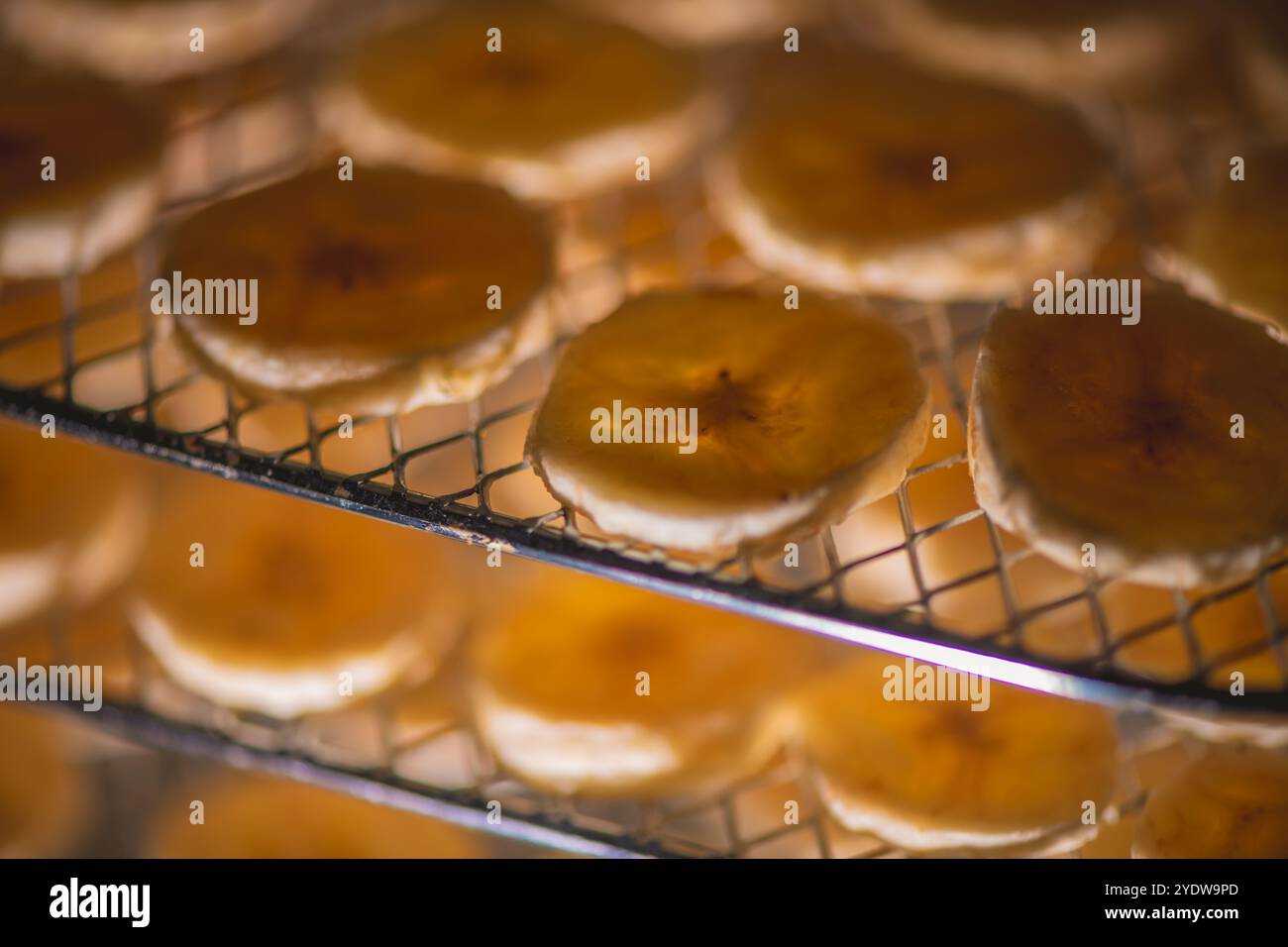 Sliced bananas are drying on metal trays inside a food dehydrator ...
